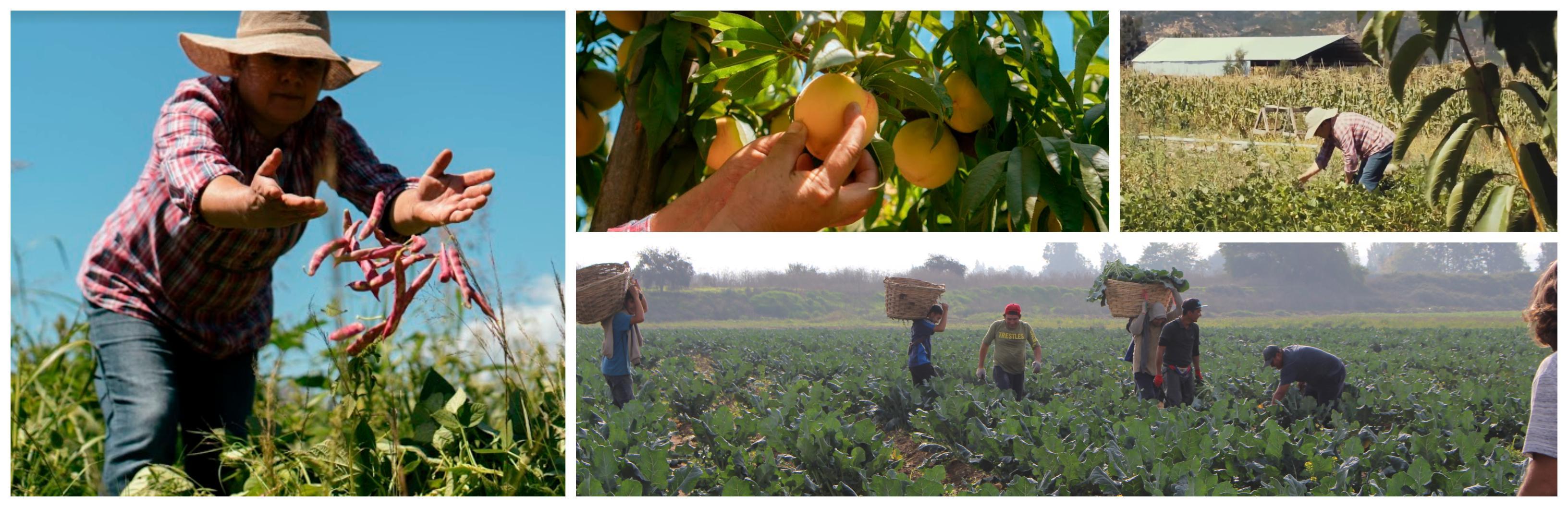 Family farms, an instrument to fight rural poverty